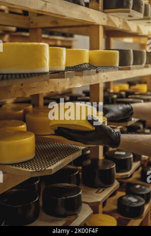 A farmer turns over cheese heads on wooden shelves in the cheese ...