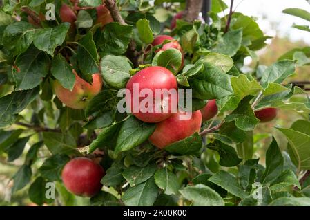 Apple, Malus domestica ‘Red Devil’ blossom on a young tree in spring ...