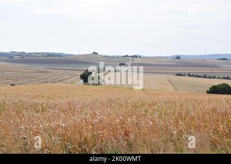 wide corn fields in the Eifel Stock Photo - Alamy
