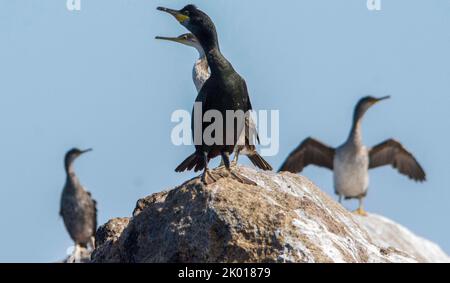 Marangone dal ciuffo, uccello marino Stock Photo - Alamy
