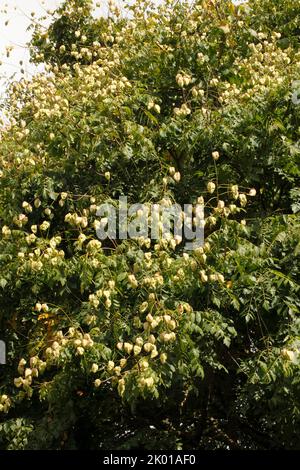 Golden rain tree seed pods close up shot Stock Photo - Alamy