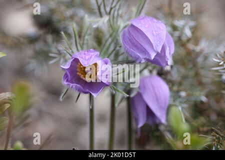 Pasque flower (Pulsatilla vulgaria) Banff National Park, Alberta ...