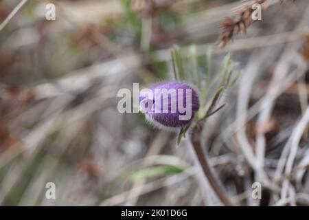 Pasque flower (Pulsatilla vulgaria) Banff National Park, Alberta ...