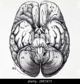 Human brain with bones of skull superimposed, and showing Ferrier's ...