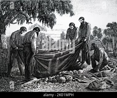 Burke and Wills Expedition 1860-61. Nardo plants with seeds. London ...