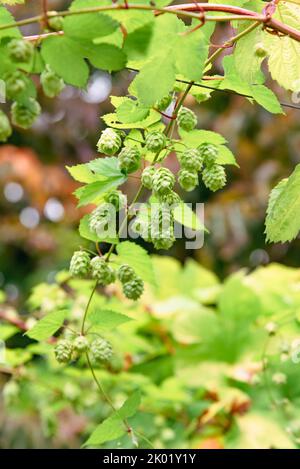 Hops, humulus lupus, on a plant Stock Photo - Alamy