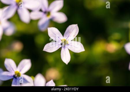 A closeup shot of the Isotoma fluviatilis flower with blurred ...