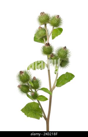 Fresh picked lesser burdock, little burdock close up on white ...