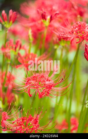 Butterfly on Red spider lily flowers Stock Photo - Alamy