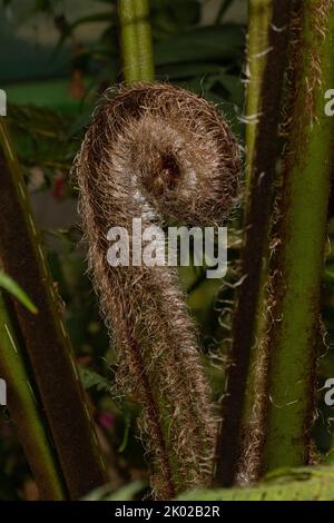 King Fern (Angiopteris evecta), Tropical Zone, Plants Before Time ...