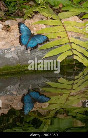 Morpho butterfly at rest in the rainforest understory with folded wings ...