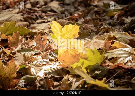 Carpet made of dry withered leaves. Autumn foliage colors. Calm autumn ...