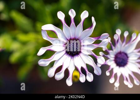 A closeup shot of a shrubby daisybush flower with dewdrops in a garden ...