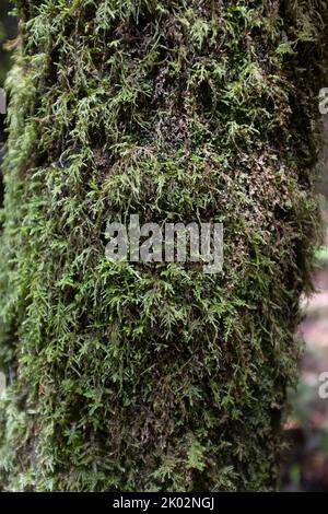 Close up of musk on the trees. Earth's day scenery. Scenic forest with ...