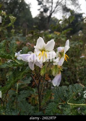 Sticky nightshade flowers - Latin name - Solanum sisymbriifolium Stock ...