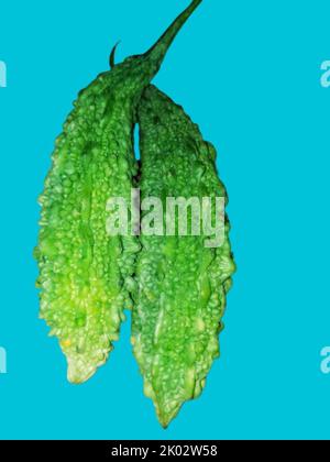A closeup shot of green Momordica charantia plant on isolated white ...