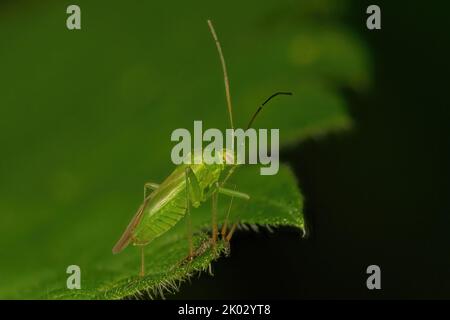 A macro shot of a Common Green Capsid, Lygocoris pabulinus, feeding on ...