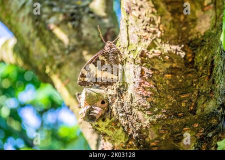 A Brintesia circe black and white diurnal butterfly on the tree in its ...