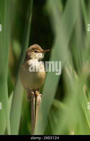 A beautiful shot of Eurasian Reed Warbler (Acrocephalus scirpaceus ...
