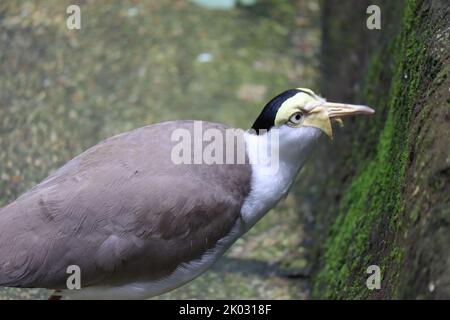 Masked Lapwing foraging on the ground Stock Photo - Alamy