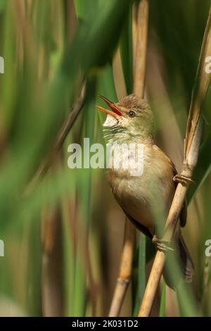 A beautiful shot of Eurasian Reed Warbler (Acrocephalus scirpaceus ...