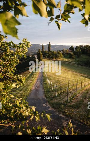 A vertical shot of a path to vineyards in Austria, South Styria at ...