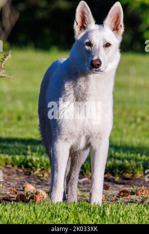 A closeup shot of a White Swiss Shepherd Dog in the garden Stock Photo ...
