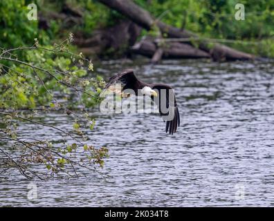 A Bald eagle fly over gray lake water with blur trees Stock Photo - Alamy