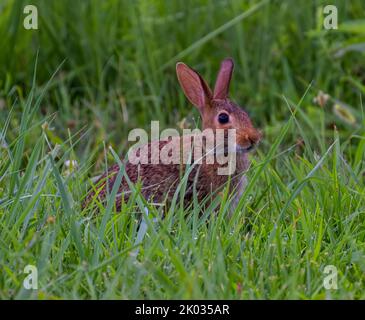 Closeup shot of a cottontail rabbit sitting on the grass Stock Photo ...