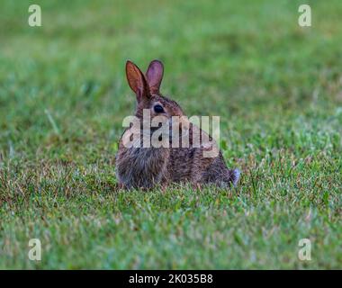 Cottontail Rabbit (Sylvilagus aquaticus) in grass, North America Stock ...