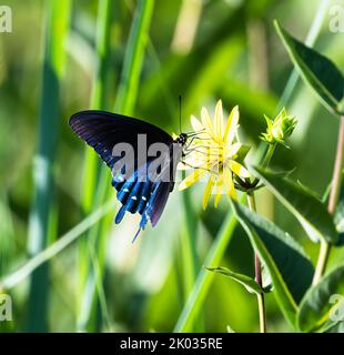 A closeup shot of a spicebush butterfly on Anise Hyssop flower Stock ...