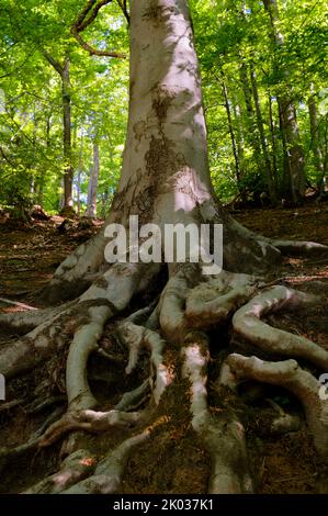 Old beech (Fagus sylvatica) forest in autumn Stock Photo - Alamy