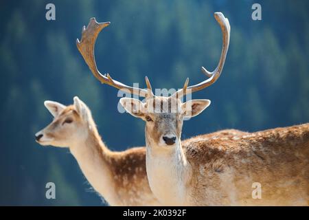 Fallow deer (Dama dama) in the Alps, female, Aurach Game Park ...
