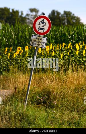 Sunflower (Helianthus annuus), flowering, Baden-Wuerttemberg, Germany ...