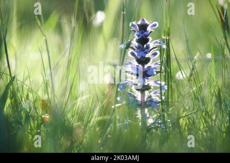 Flower, blue bugle Stock Photo - Alamy