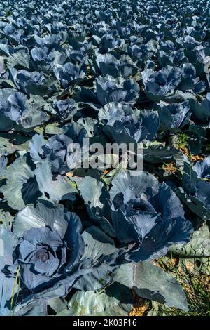 Blue cabbage, red cabbage field near Wuerzburg Bavaria, Franconia Stock ...