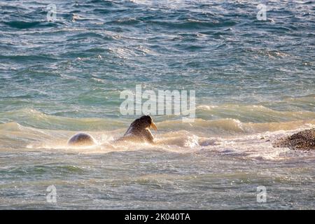 Adult walrus off southern coast of Devon Island, Nunavut, Canada Stock ...