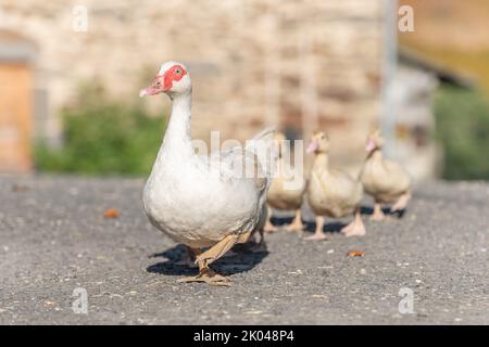 White duck female followed by her chicks on farm. Aubrac, France Stock ...
