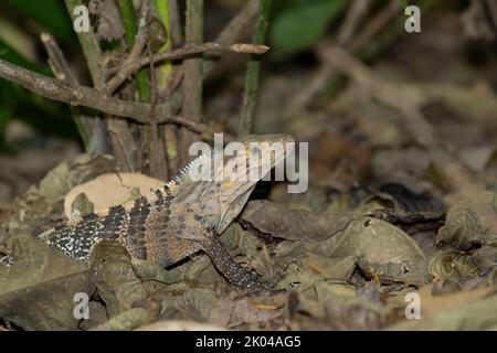 Ctenosaur (Ctenosuara similis) also kknown as the black spiny-tailed ...