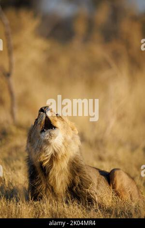 A young male lion lifts his head and roars, horizontal portrait in warm ...