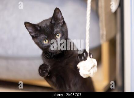 Portrait from beautiful black baby Kitten Stock Photo - Alamy