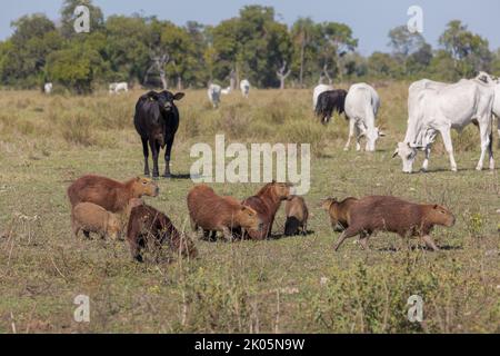 Tabapuan, a Brazilian type of polled beef cattle, in the Pantanal of ...