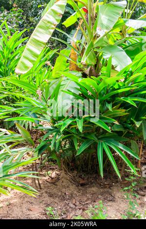 Cardamom or cardamon plant growing on the spice farm Stock Photo - Alamy