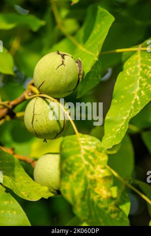 Three green leaves hang on a branch near tree trunk Stock Photo - Alamy