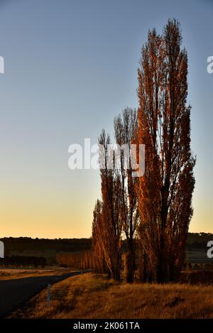 Poplar trees in Glen Innes in northern new south wales, australia ...