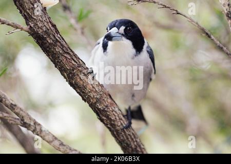 Native Australian Butcher Bird Stock Photo - Alamy