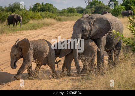 African bush elephant stands chivvying two babies Stock Photo - Alamy