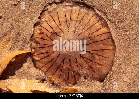 Chrysaora hysoscella, the compass jellyfish, is a common species of ...