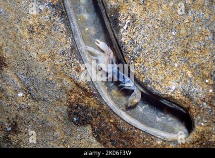 bay ghost shrimp Callianassa californiensis c family Callianassidae ...