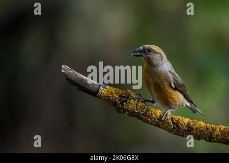 Pair of Crossbills or Loxia curvirostra, perched on a twig Stock Photo ...